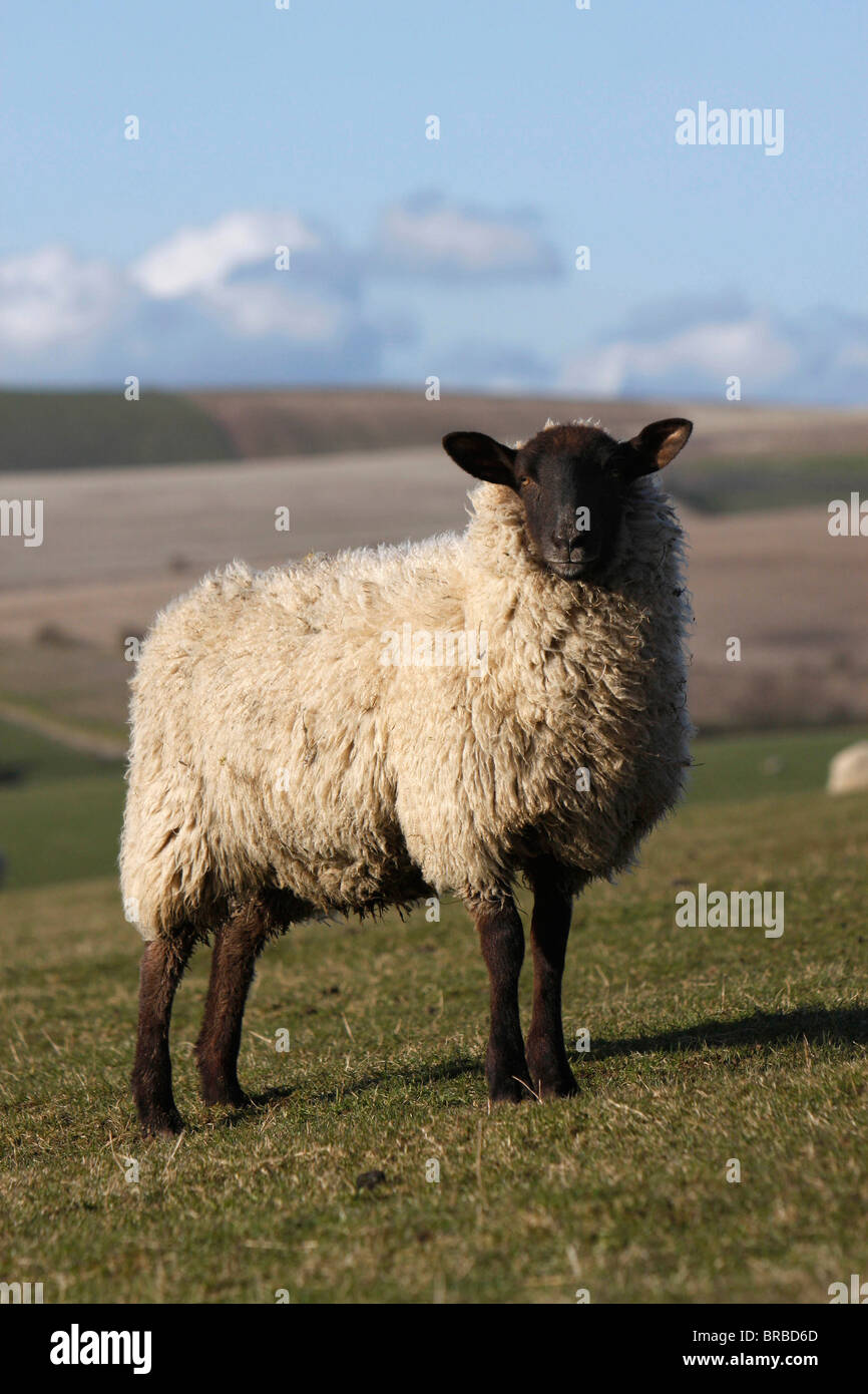 AGRICULTURE Farming Animals Stock Photo - Alamy