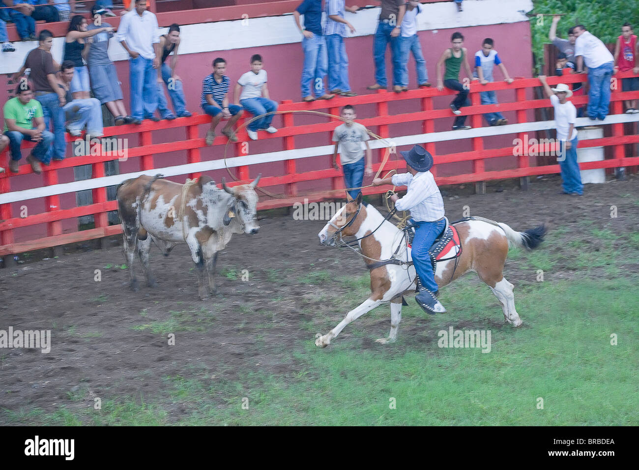 Rodeo, La Fortuna, Arenal, Costa Rica, Central America Stock Photo - Alamy