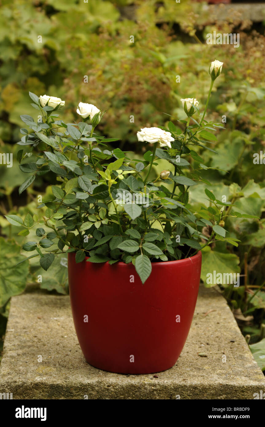 Miniature white roses in red flowerpot Stock Photo - Alamy