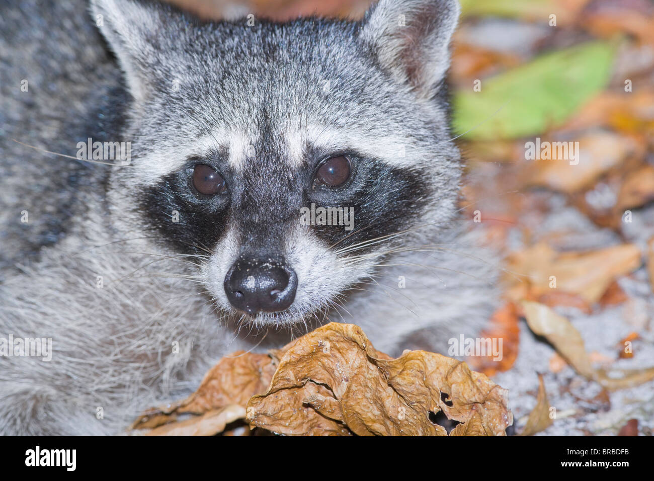 Northern racoon hi-res stock photography and images - Alamy