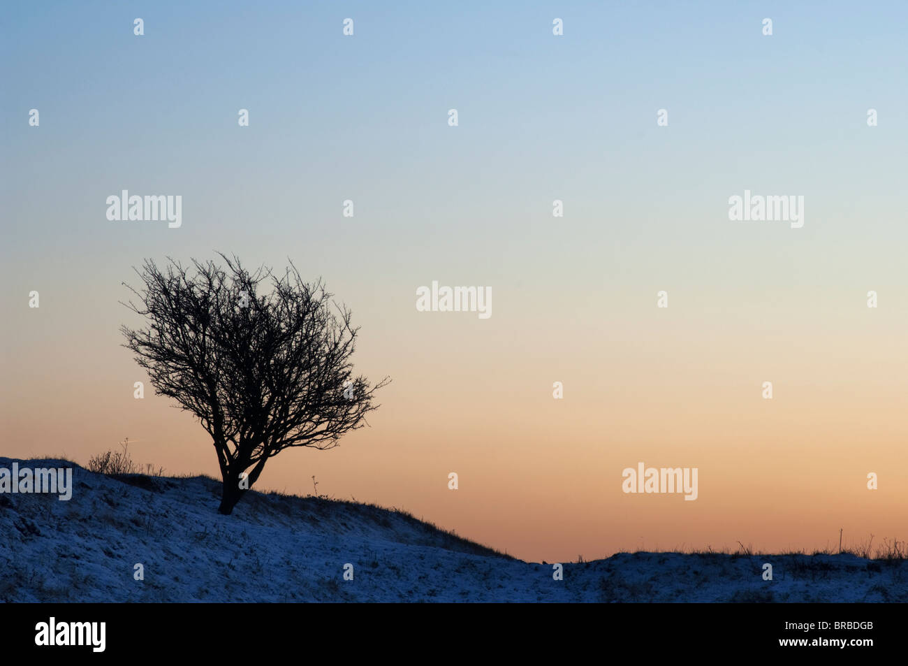 Common Hawthorn, Crataegus monogyna, silhouette at sunset, North Kent ...