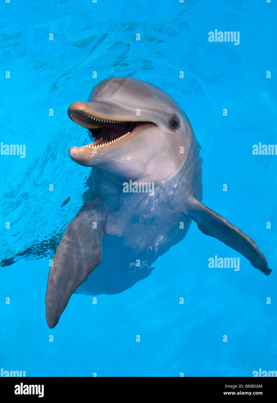 Cuba dolphin hi-res stock photography and images - Alamy