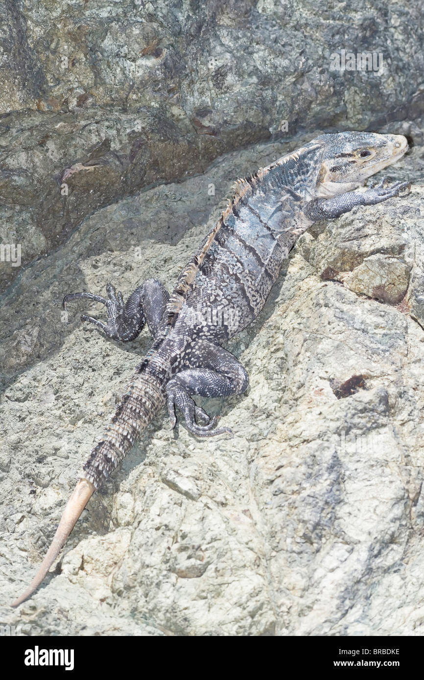 Black spiny tailed Iguana (Ctenosaur similis), Manuel Antonio National ...