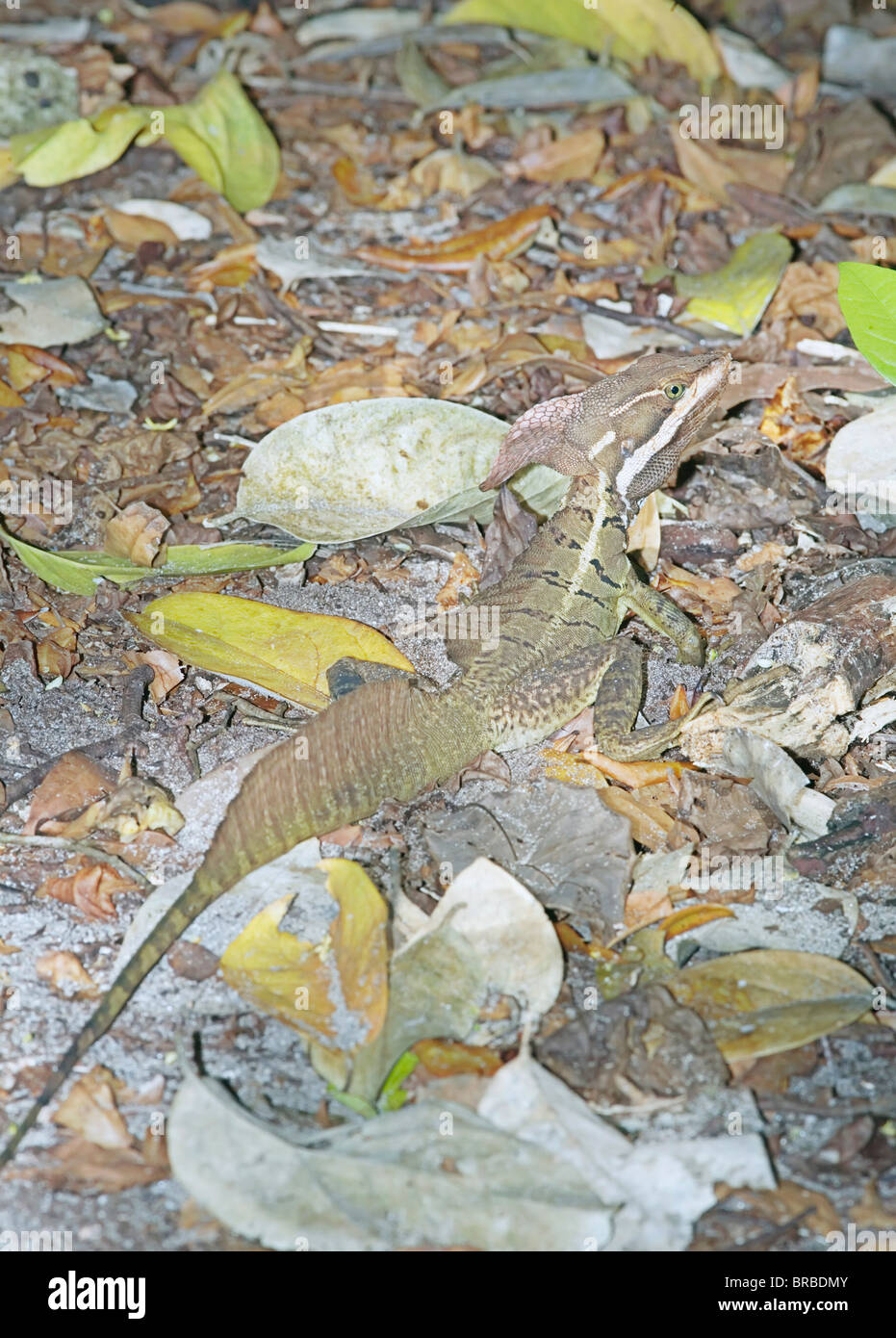 Jesus Christ basilisk (basiliscus basiliscus) in rain forest, Manuel ...