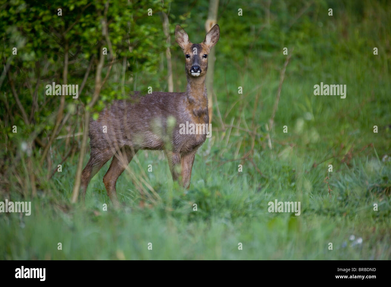 Roe Deer Hind in Woodland Stock Photo - Alamy
