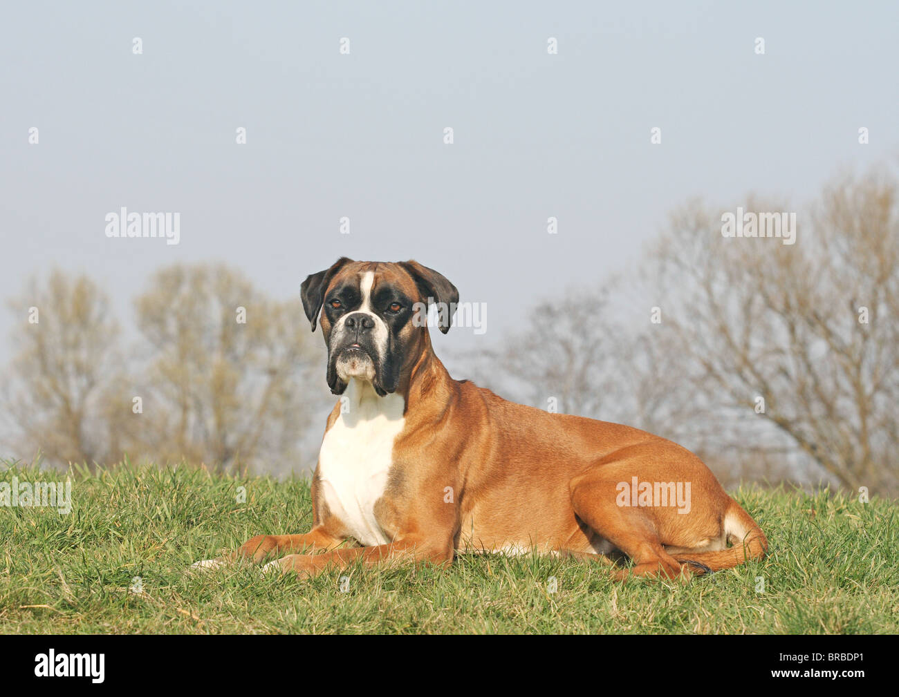 Boxer dog - lying on meadow Stock Photo - Alamy