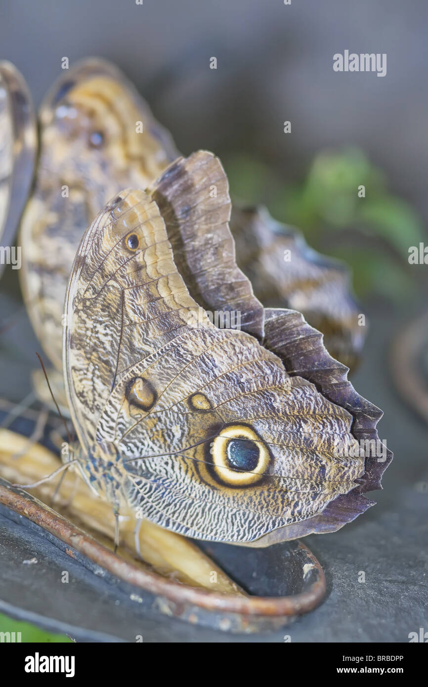 Magnificent insects hi-res stock photography and images - Alamy