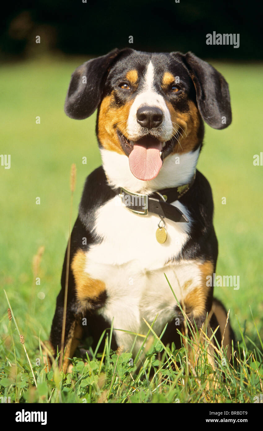 Entlebucher Mountain dog - sitting on a meadow Stock Photo - Alamy