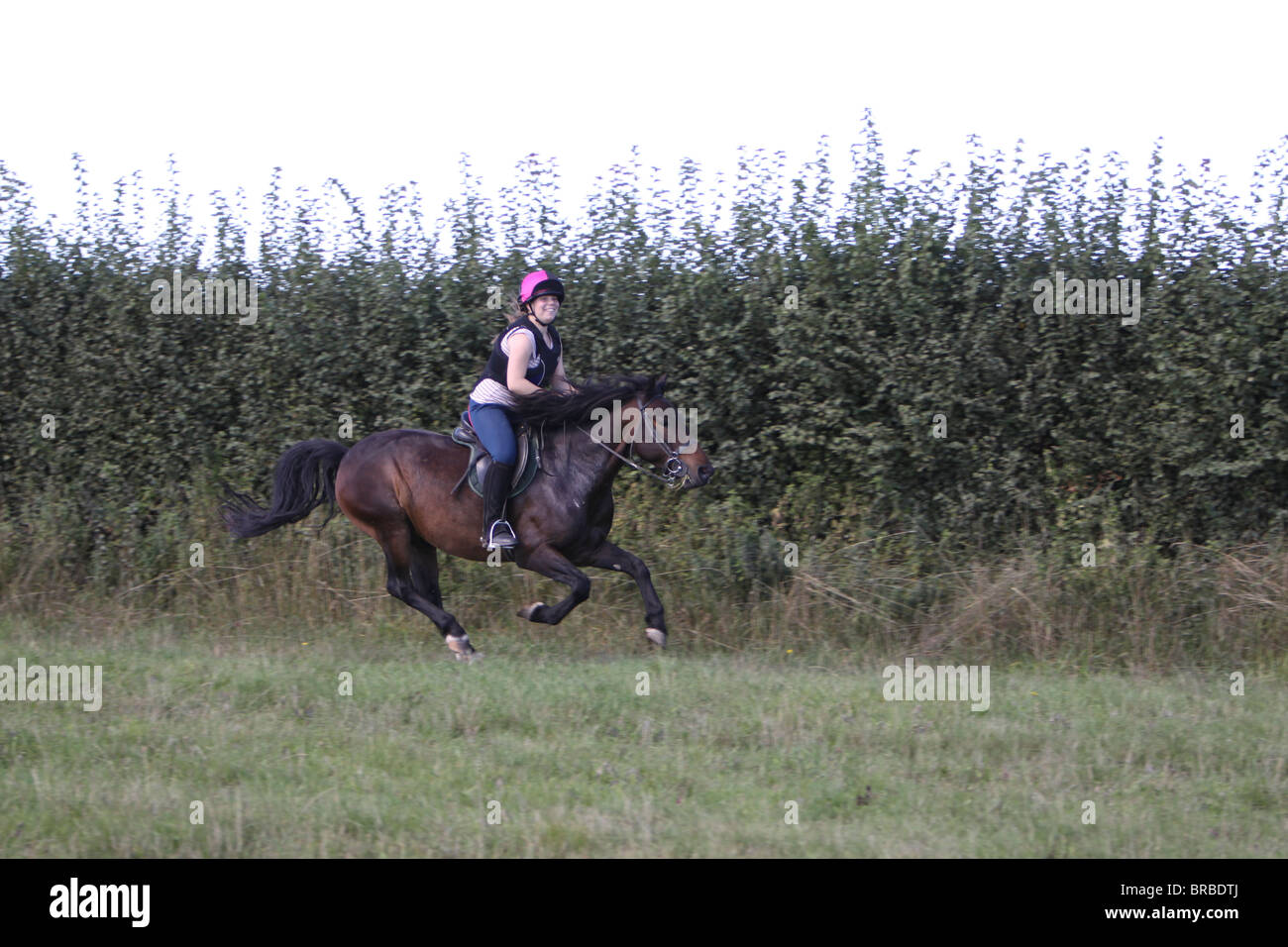 Gallop at the side hi-res stock photography and images - Alamy