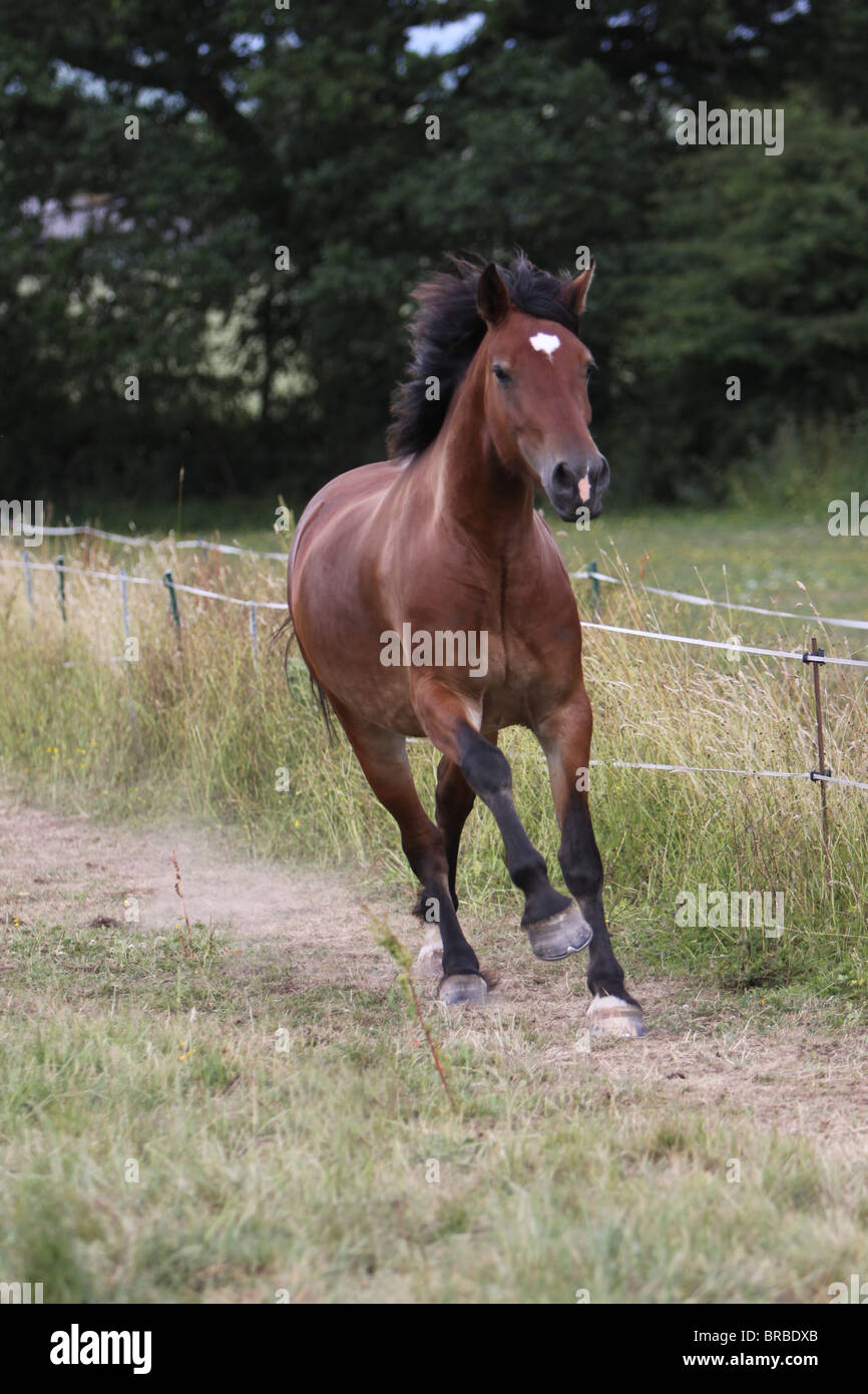 Animal canter cantering field gallop galloping horse hi-res stock ...