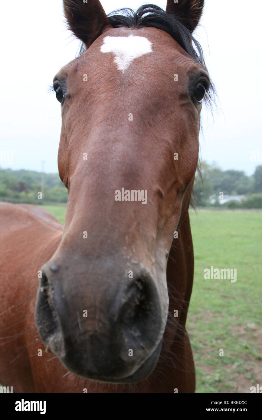 A bay Welsh cob with nose towards camera Stock Photo - Alamy