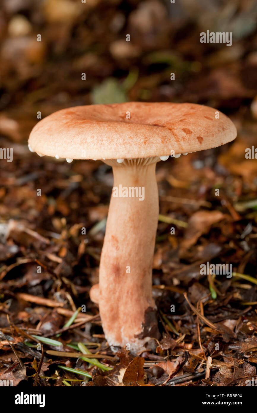 Lactarius quietus hi-res stock photography and images - Alamy
