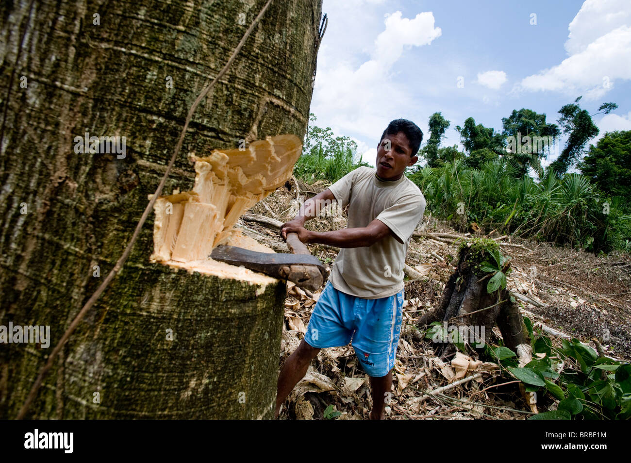 Working in the chakra (garden), Amazon, Ecuador Stock Photo - Alamy