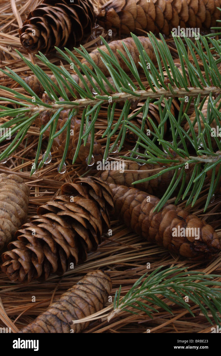 Pine tree seed dispersal hi-res stock photography and images - Alamy