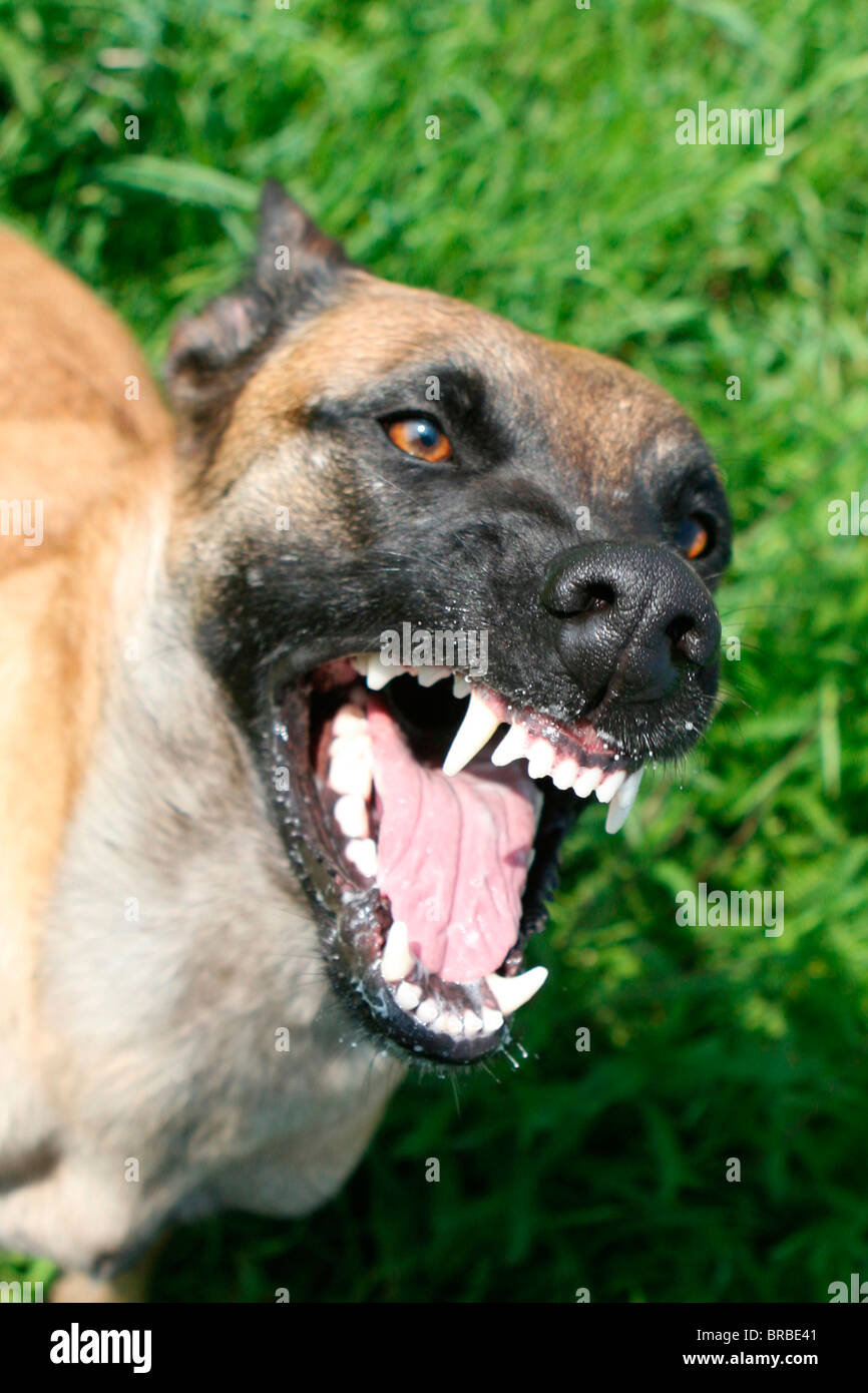 Mouth wide open hi-res stock photography and images - Alamy