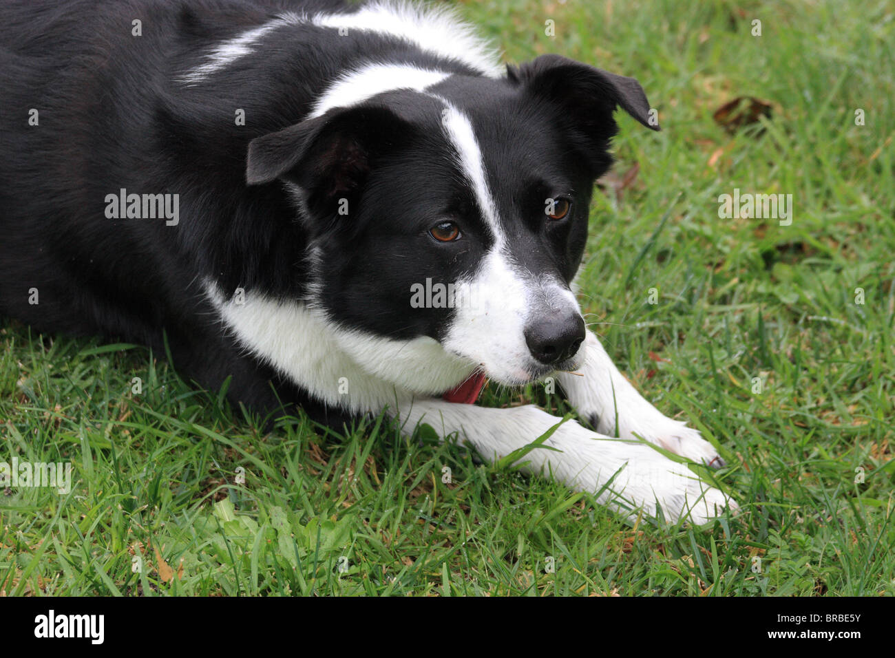 How Much Is A Border Collie Puppy Cost In India