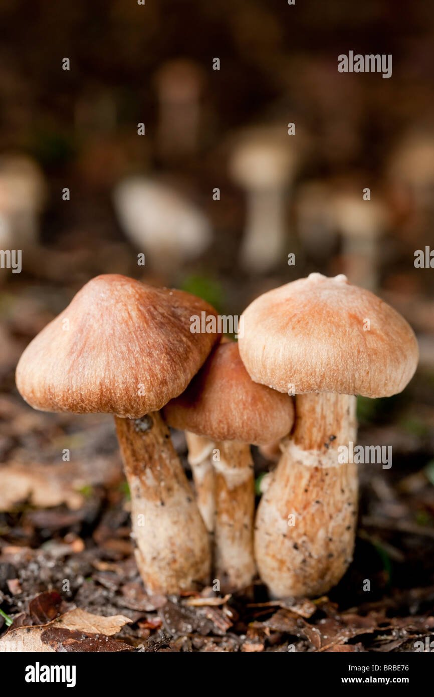 Scaly Wood Mushroom (Agaricus silvaticus Stock Photo - Alamy