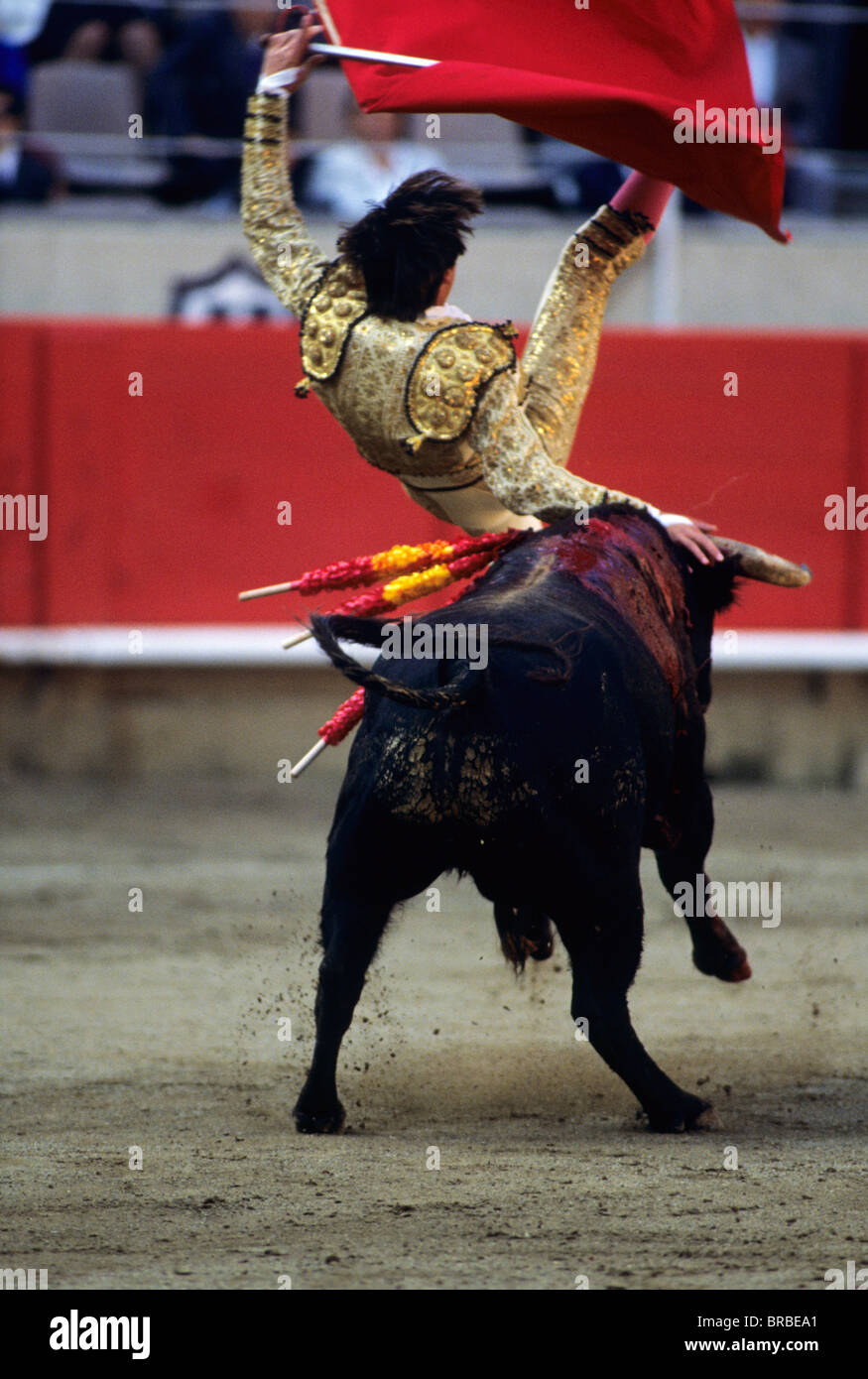 Bullfighter gets attacked by a bull Stock Photo - Alamy