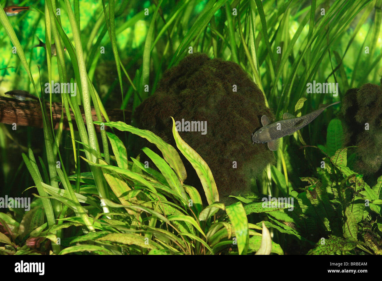 Red Garra, doctor fish (Garra rufa Stock Photo - Alamy