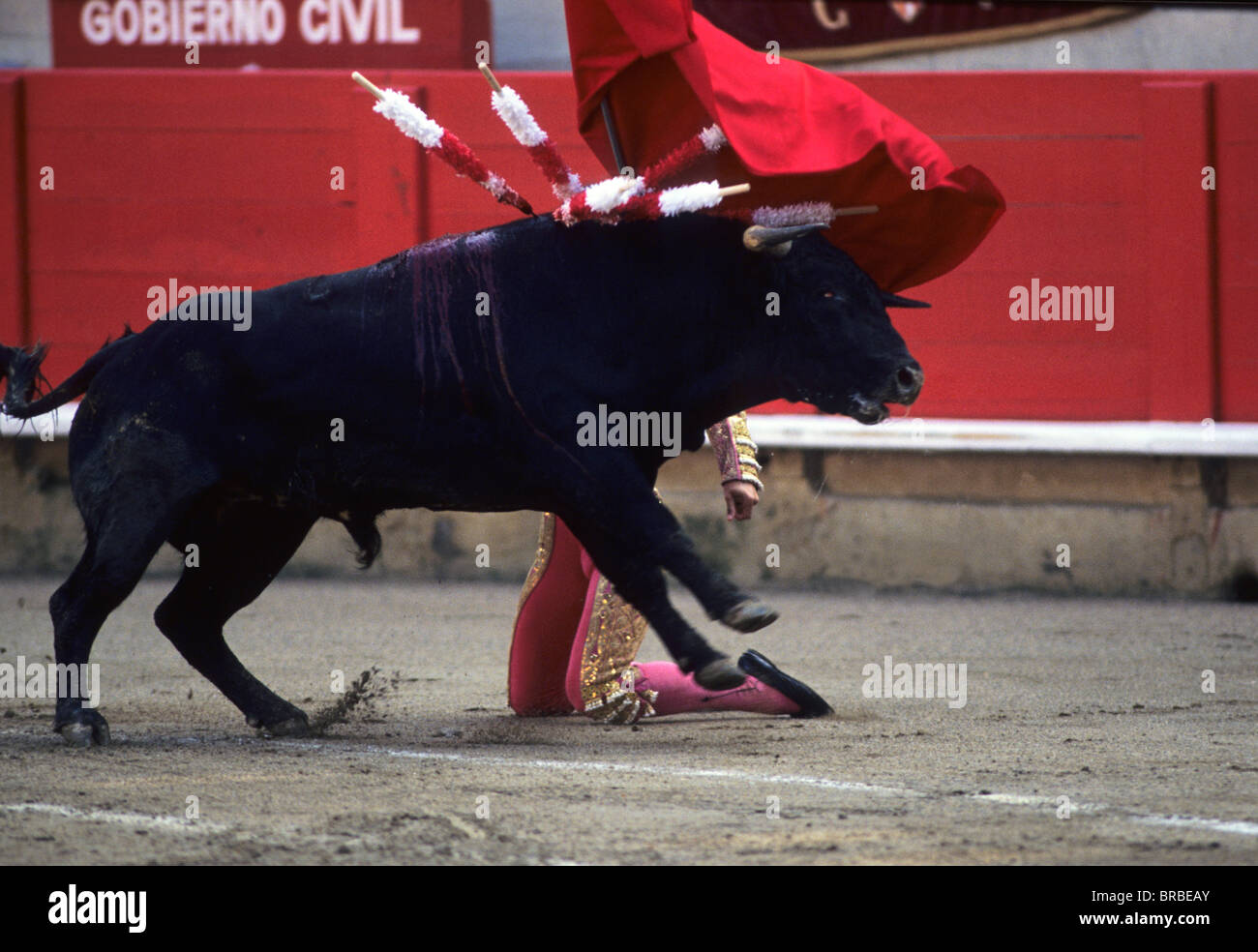 Matador falls to his knees as the bull flashes past him in stadium with ...