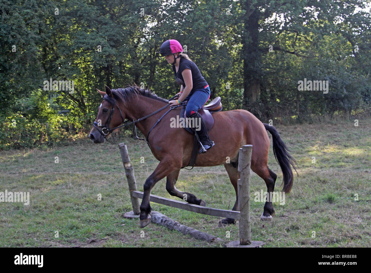 A teeage girl riding a beautiful bay Welsh Cob Stock Photo - Alamy