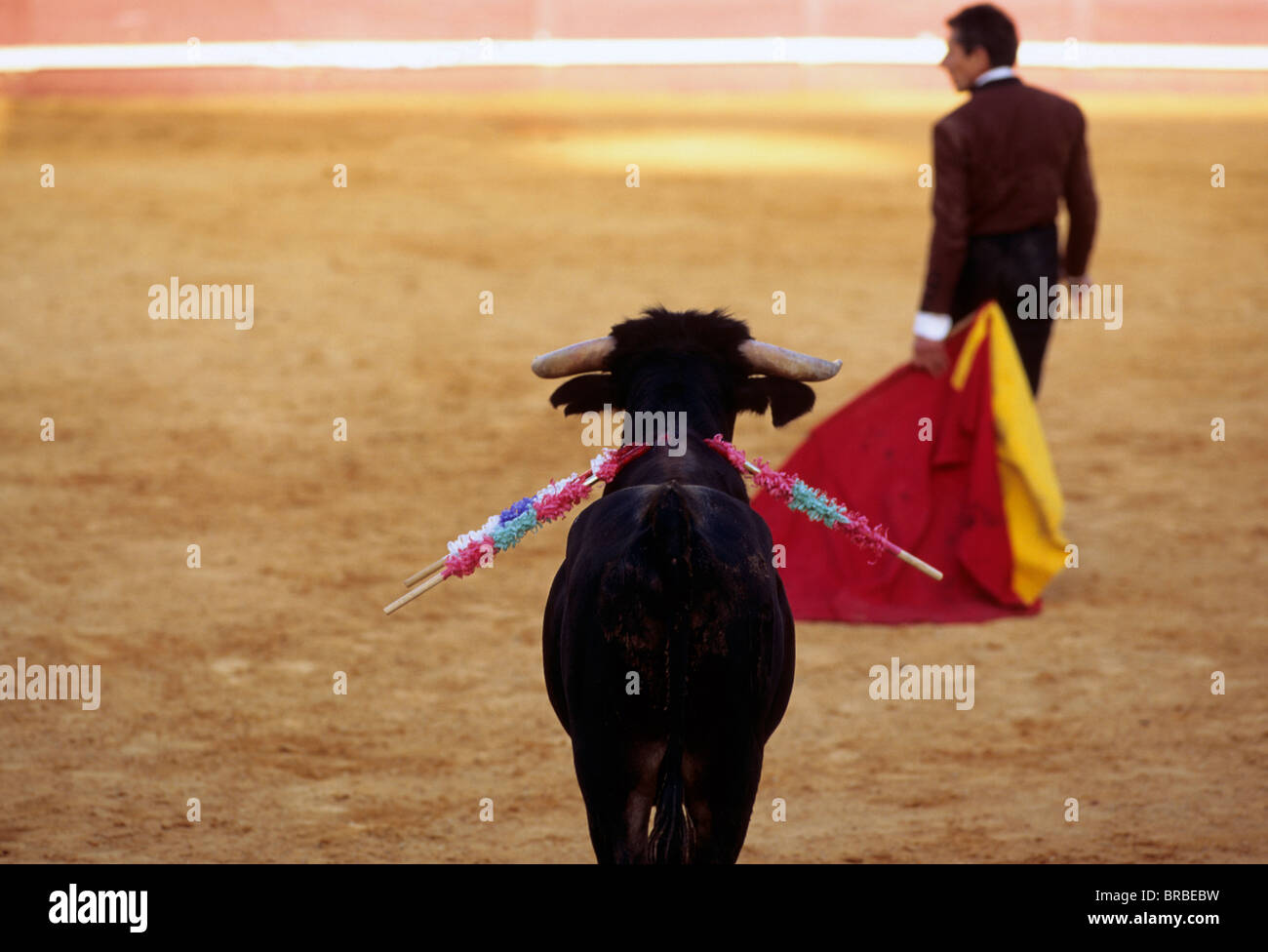 Matador bull charging hi-res stock photography and images - Alamy