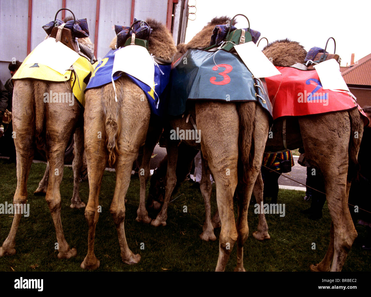 Rear view of competing camels at a race Stock Photo - Alamy