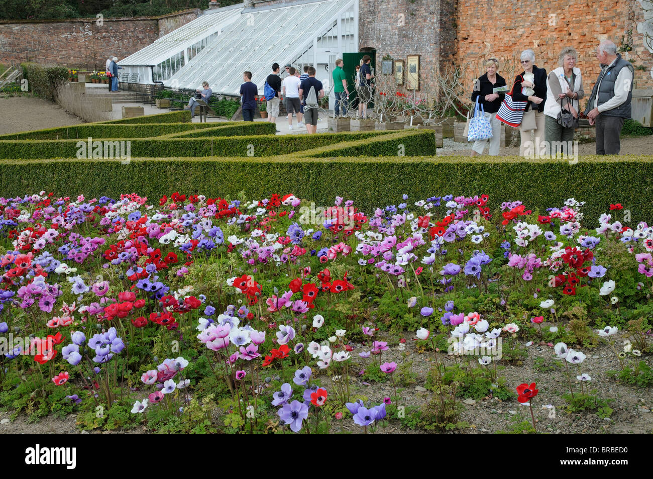 Spring flowers in a walled garden at The Lost Gardens of Heligan in ...