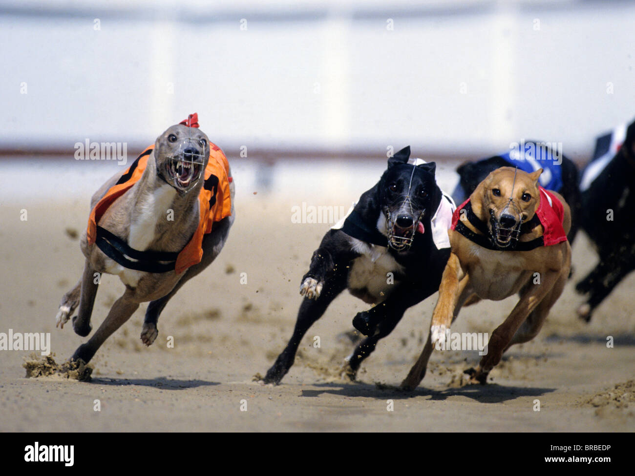 Greyhounds racing around a track Stock Photo - Alamy