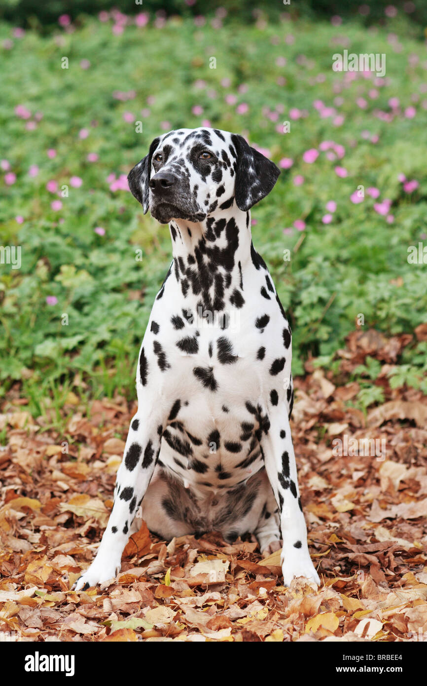 Dalmatian dog - sitting in foliage Stock Photo - Alamy