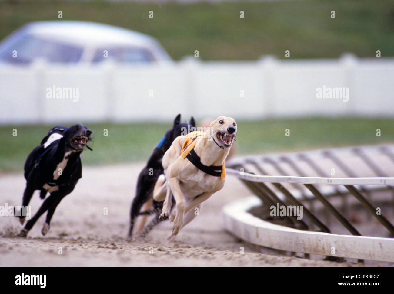 Greyhounds racing around a track Stock Photo - Alamy