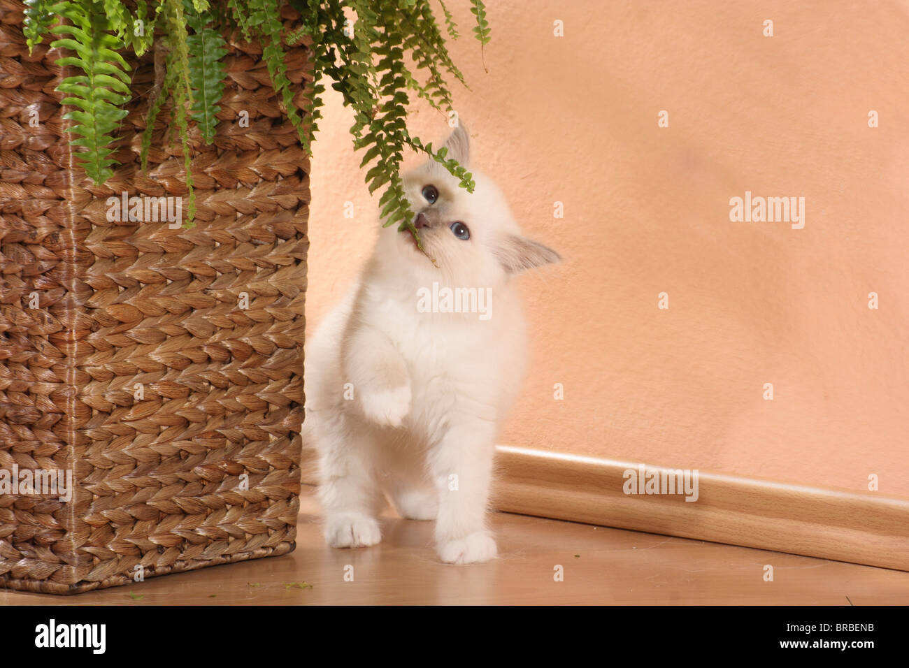 white kitten biting in a plant Stock Photo - Alamy