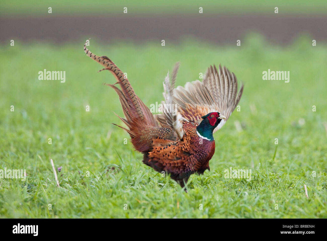 Male pheasant display hi-res stock photography and images - Alamy
