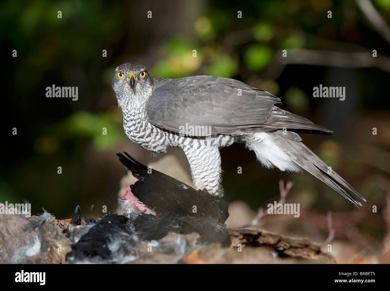 Northern goshawks hi-res stock photography and images - Alamy