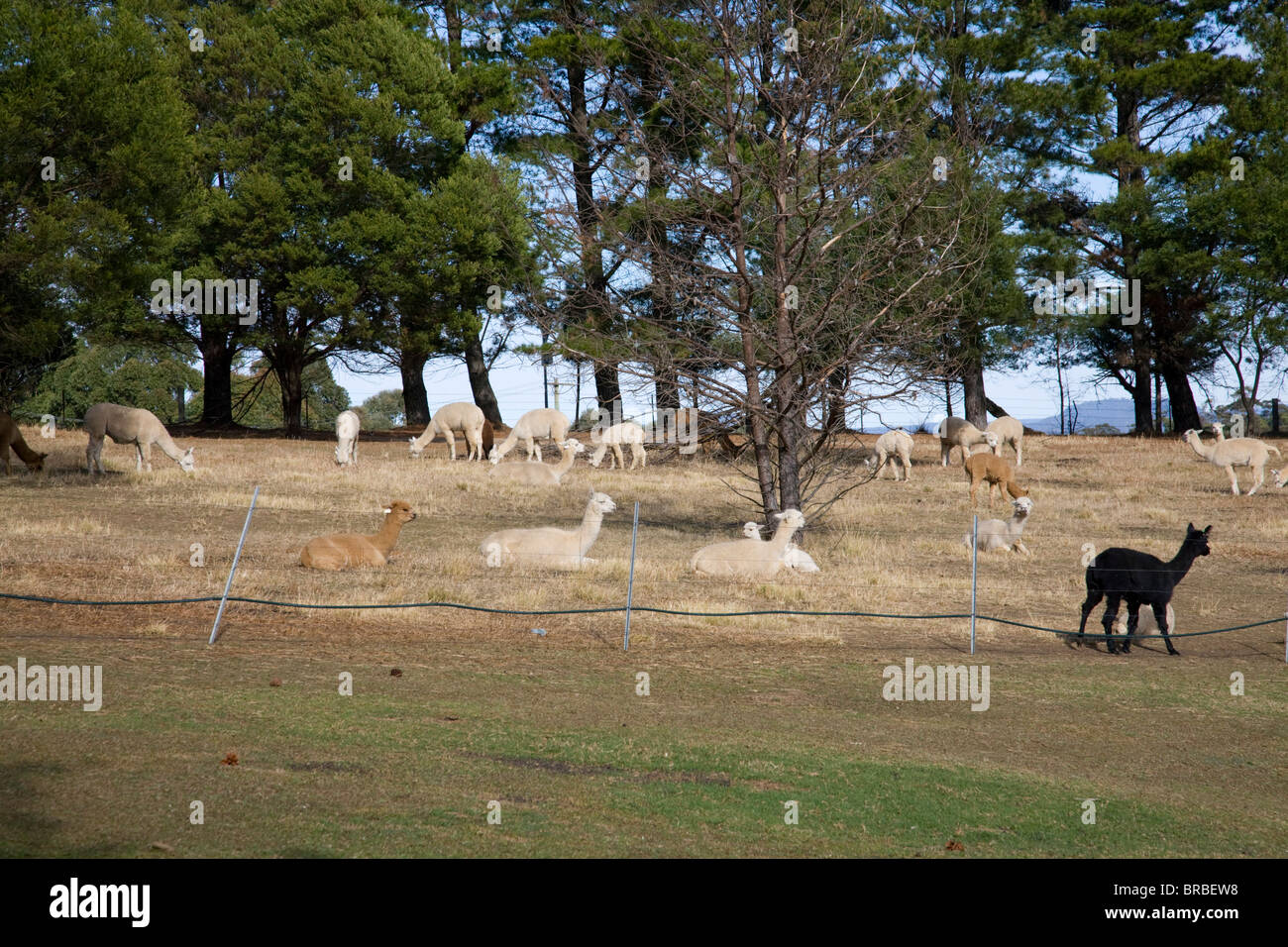 Alpacas on a farm hi-res stock photography and images - Alamy