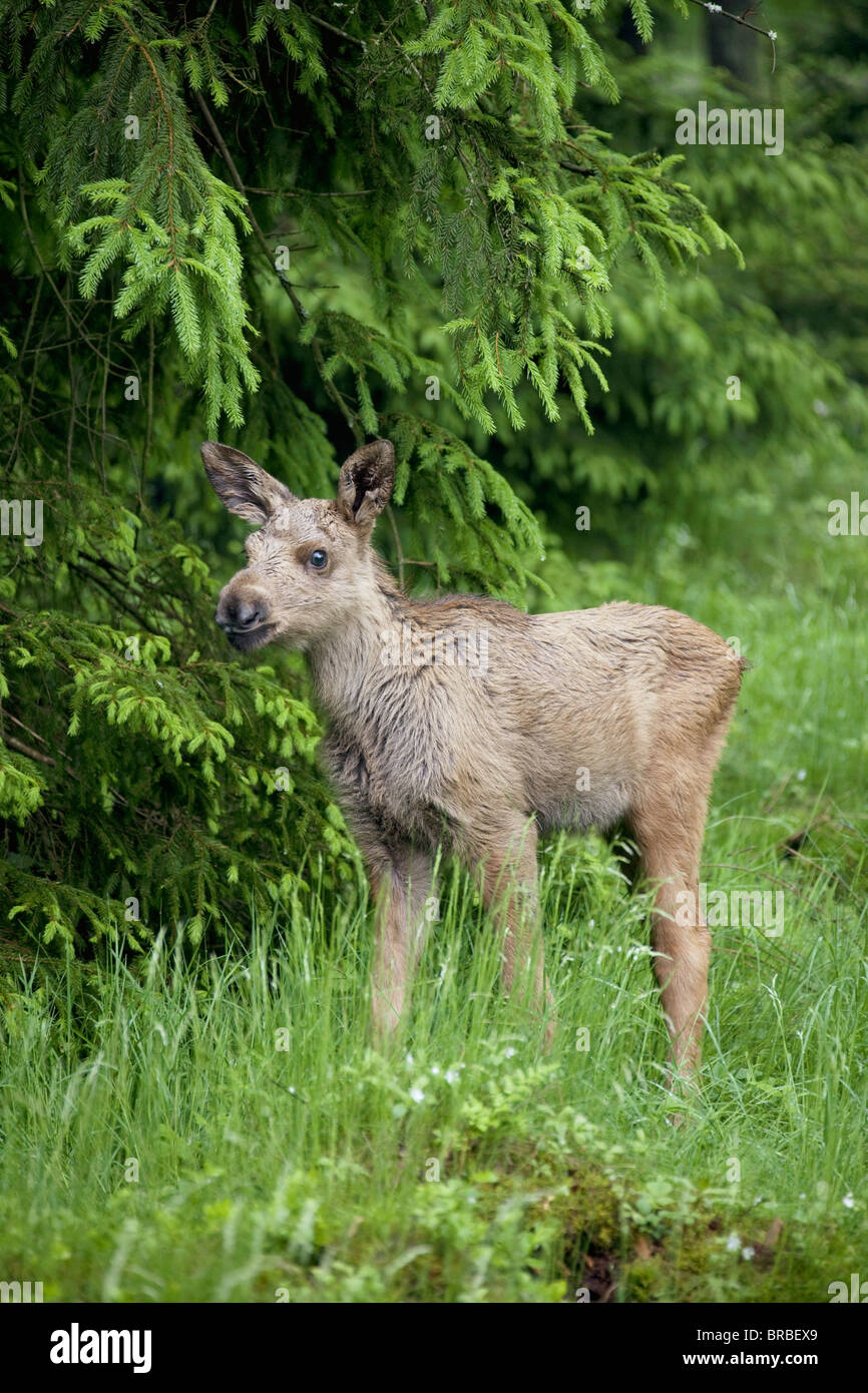 Moose calf alces stands hi-res stock photography and images - Alamy
