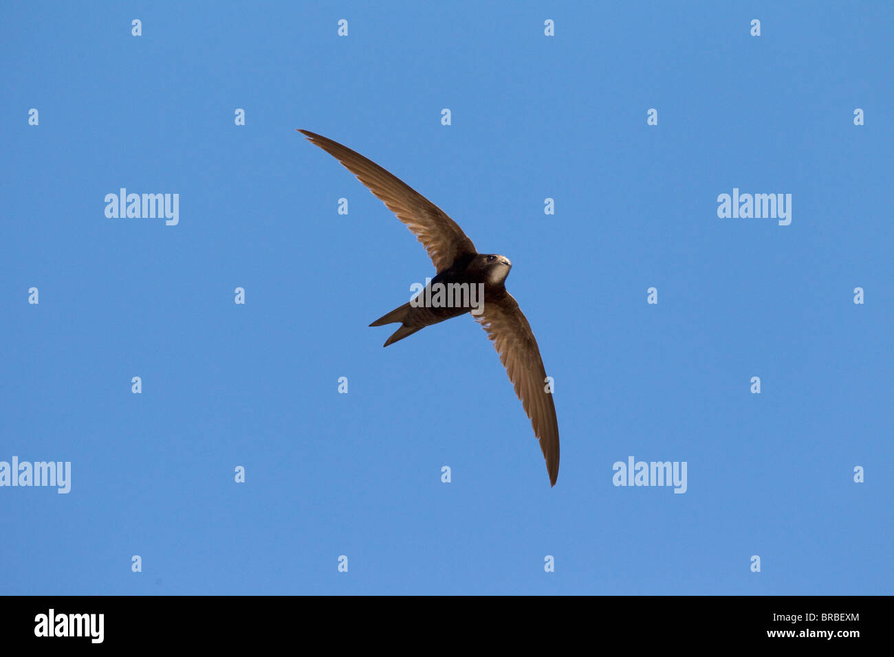 Flying swifts hi-res stock photography and images - Alamy