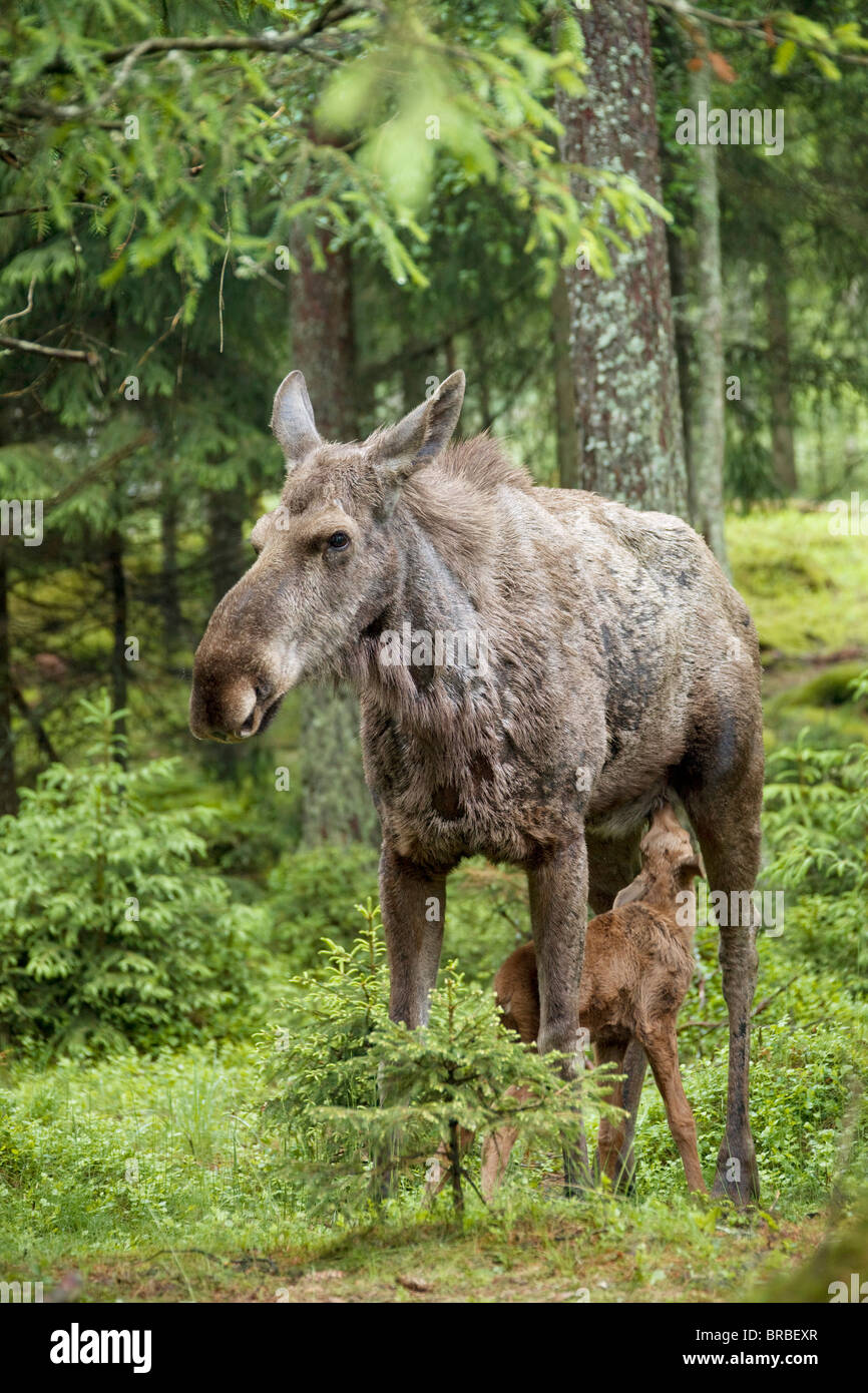 moose - female suckling cub Stock Photo - Alamy