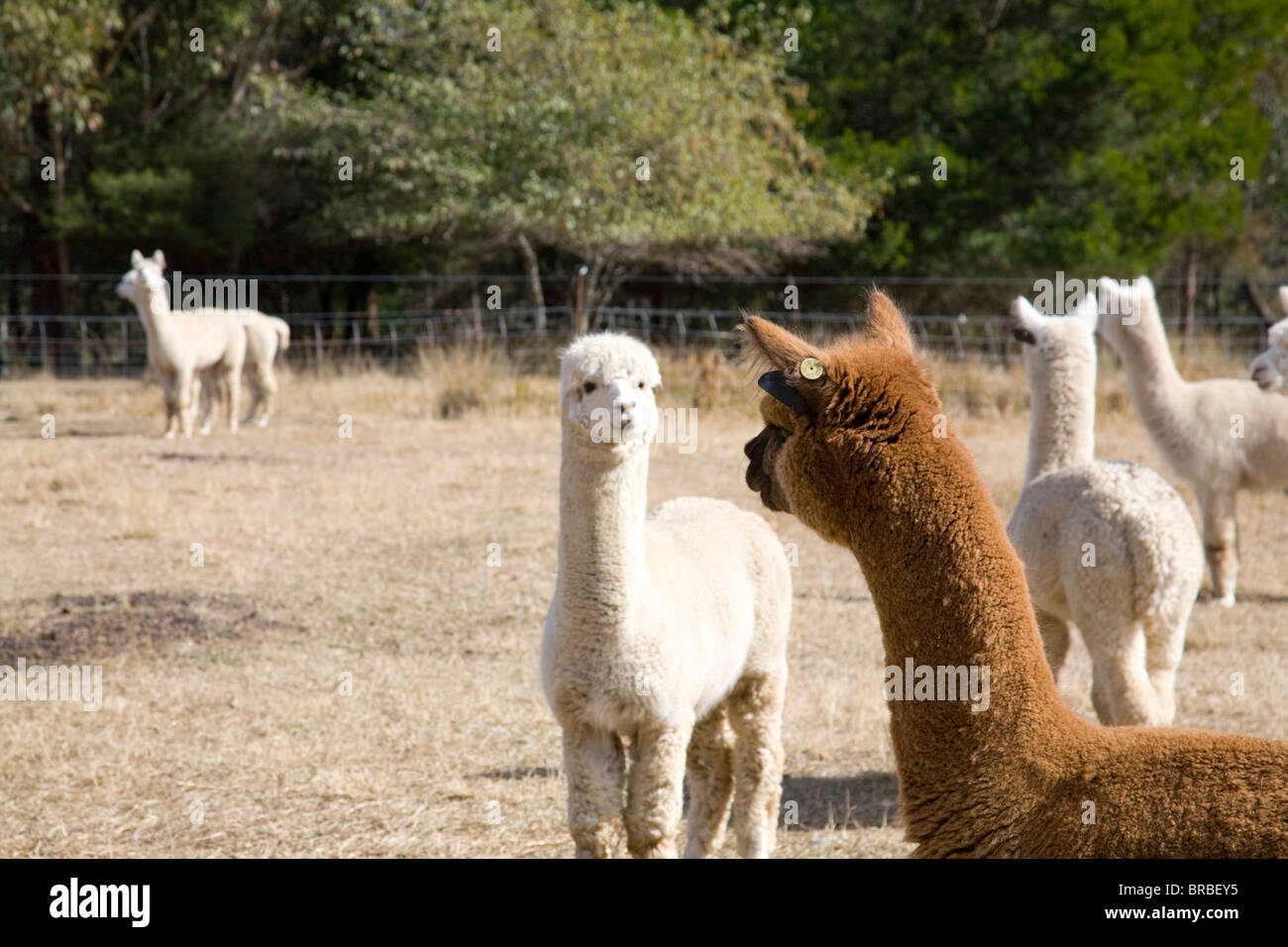 Alpacas australia hi-res stock photography and images - Alamy
