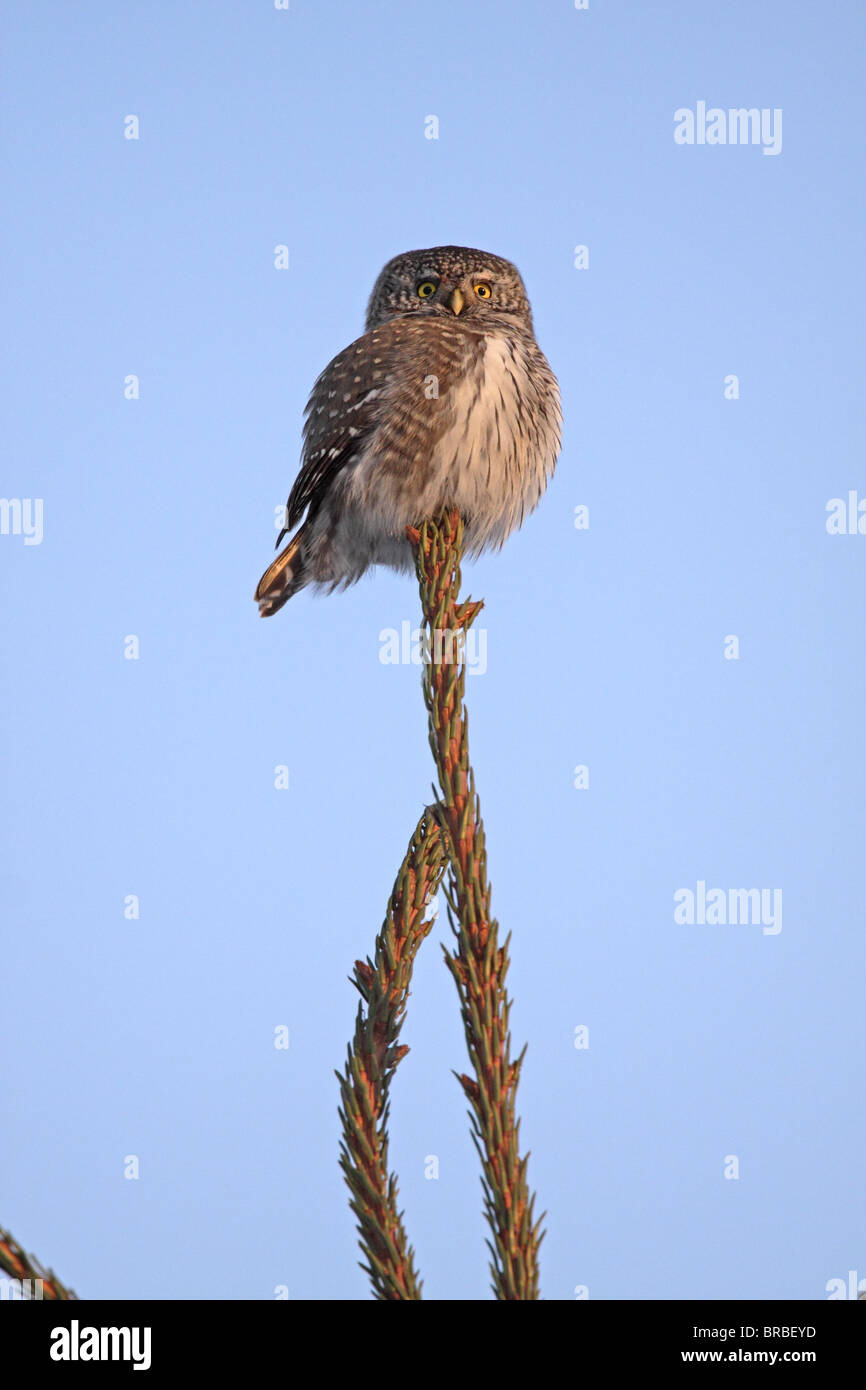 Eurasian Pygmy-Owl, Glaucidium passerinum, Svartadalen, Central Sweden ...