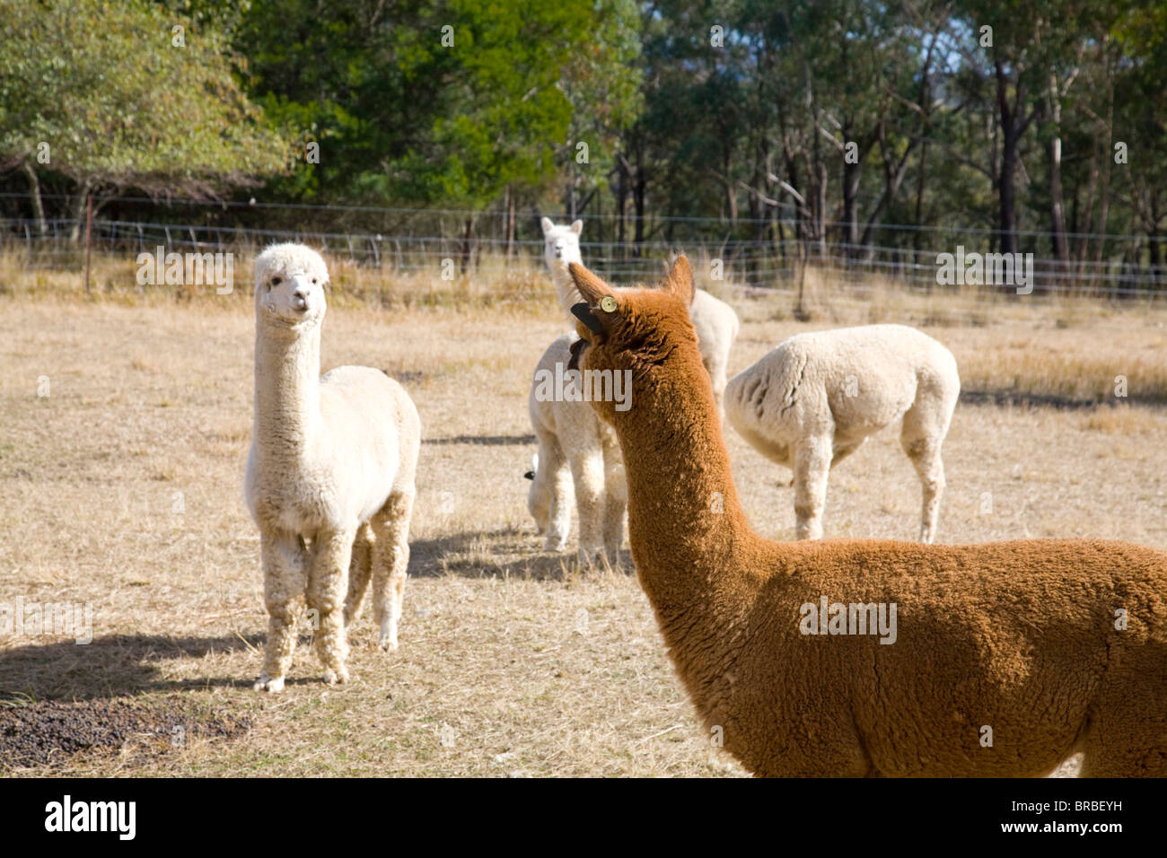 Alpacas on a farm hi-res stock photography and images - Alamy