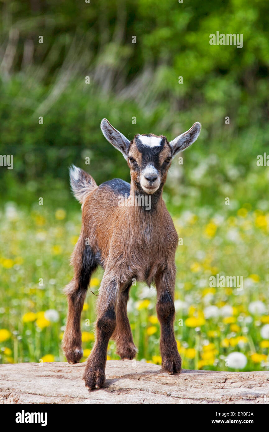goat - cub - standing Stock Photo - Alamy