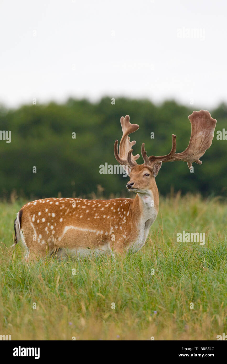 Fallow Deer - standing on meadow / Dama dama Stock Photo - Alamy