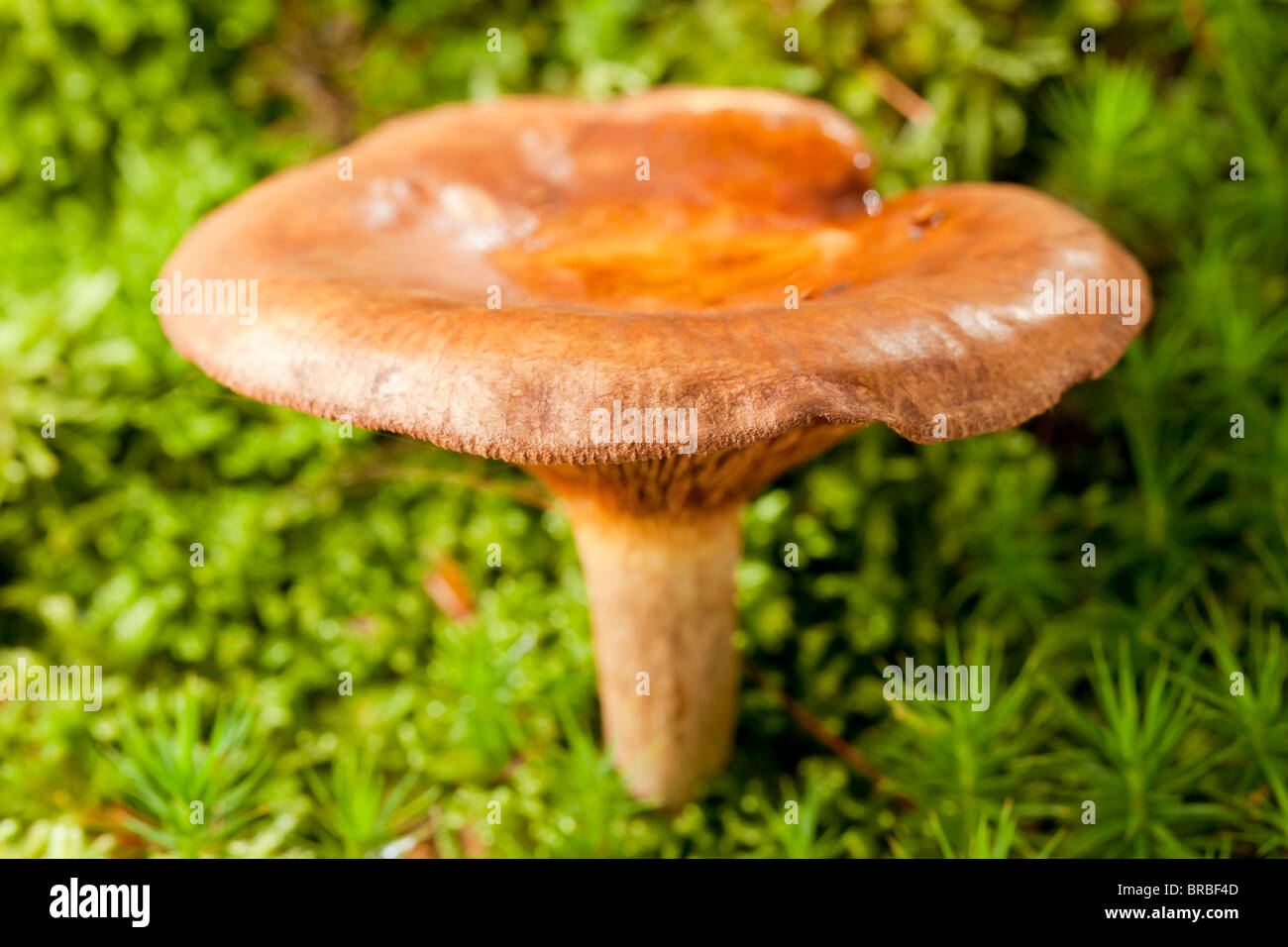 Brown roll-rim mushroom (Paxillus involutus Stock Photo - Alamy