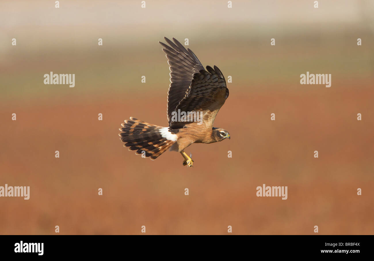 Montagu harrier Circus pygargus hunting whilst on migration Stock Photo ...