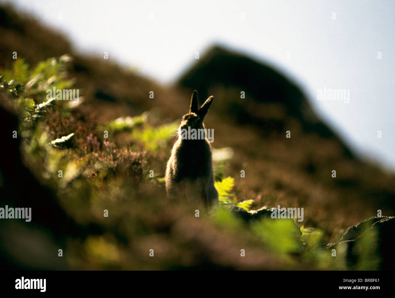 Hare sat in field Stock Photo - Alamy