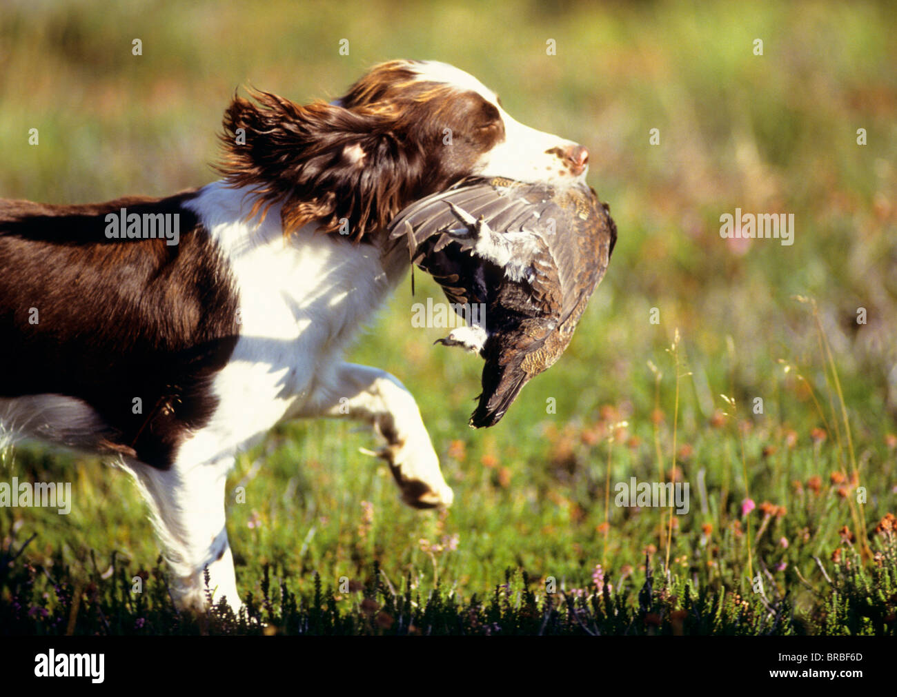 Spaniel carrying a quail in it's mouth Stock Photo - Alamy