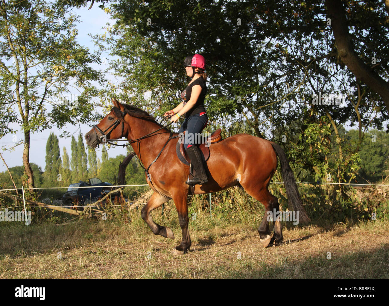 A teeage girl riding a beautiful bay Welsh Cob Stock Photo - Alamy