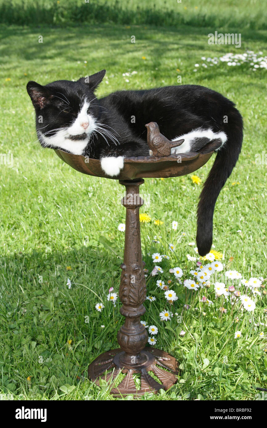 Bird bath garden hi-res stock photography and images - Alamy