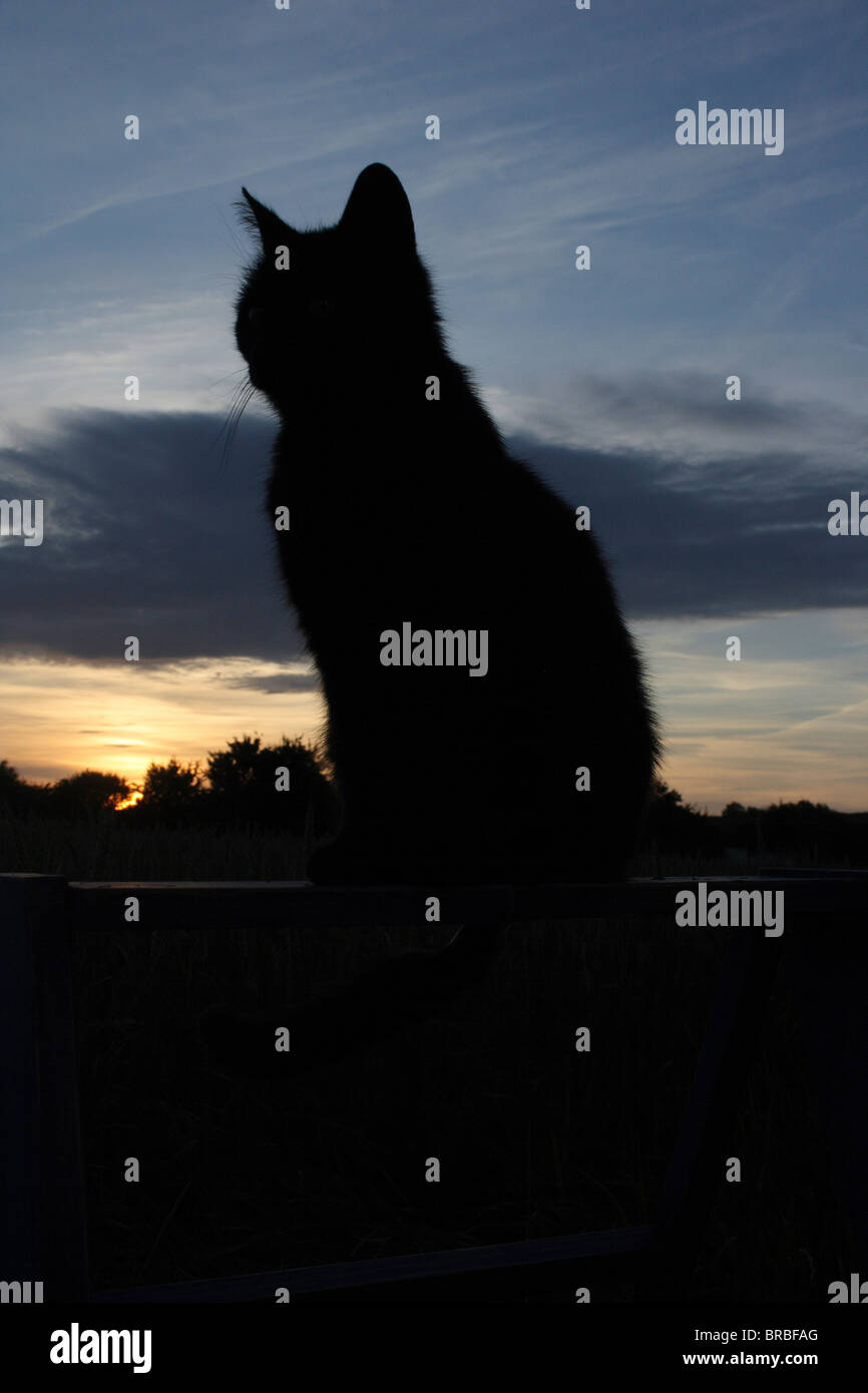 sunset - black cat sitting Stock Photo - Alamy